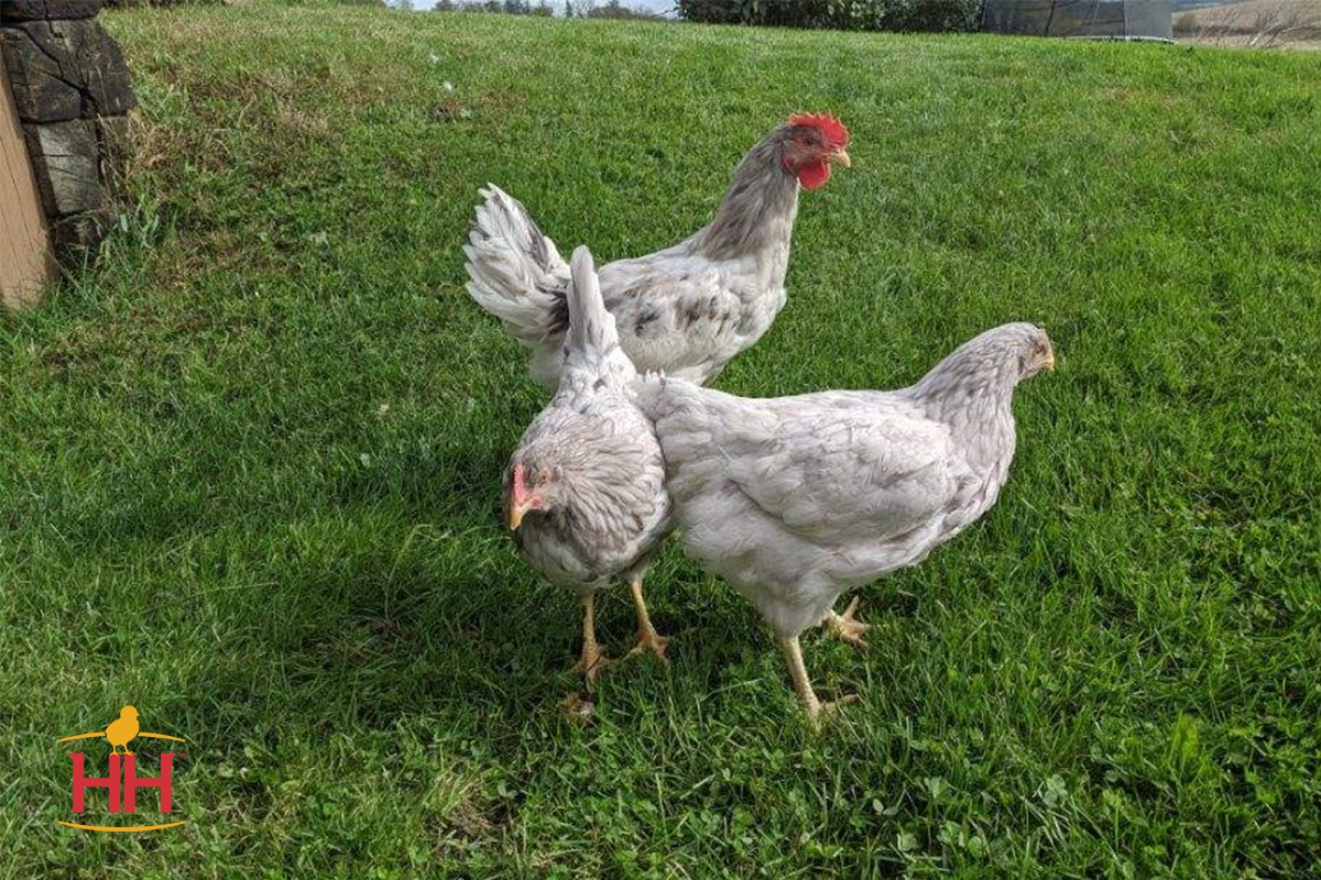Chicken Breeds