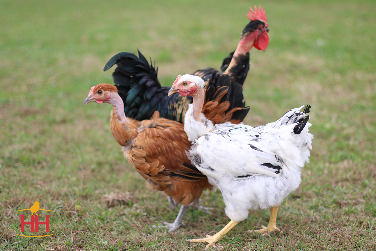 Chicken Breeds