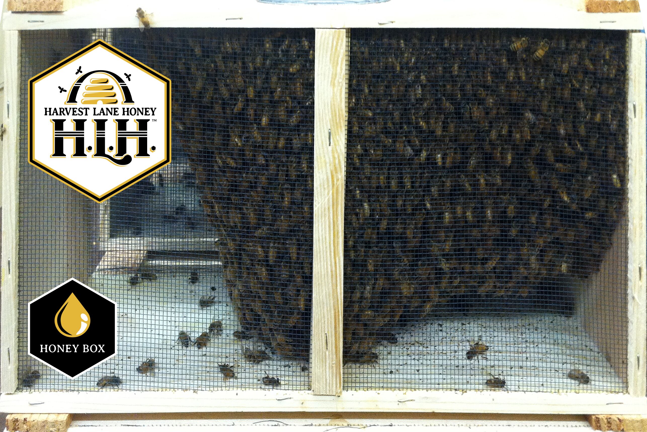 Carniolan Bees Honey Production