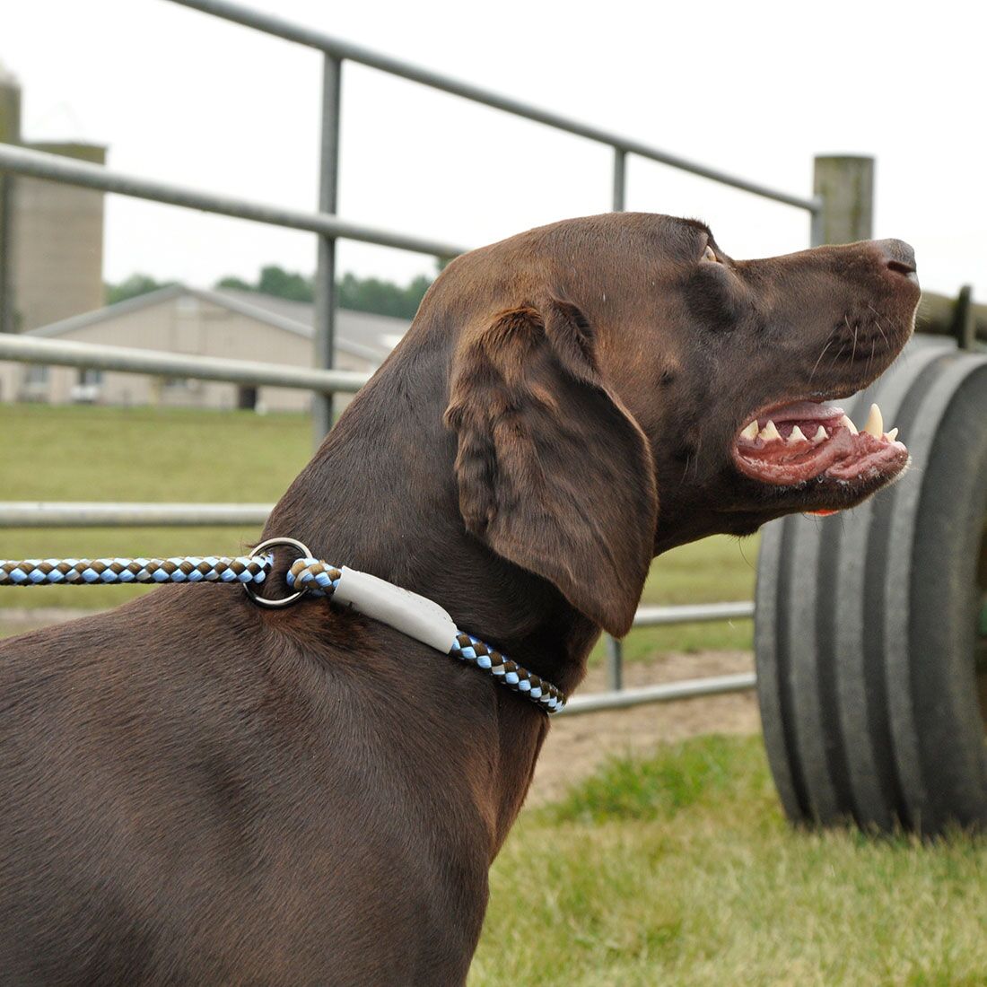K9 Explorer Reflective Braided Rope Slip Dog Leash