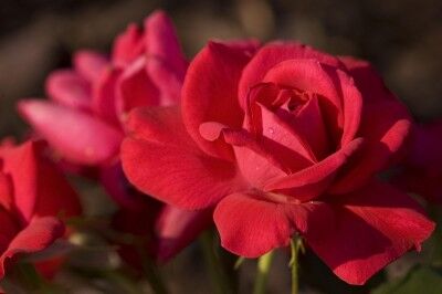 Bailey Easy Elegance Roses