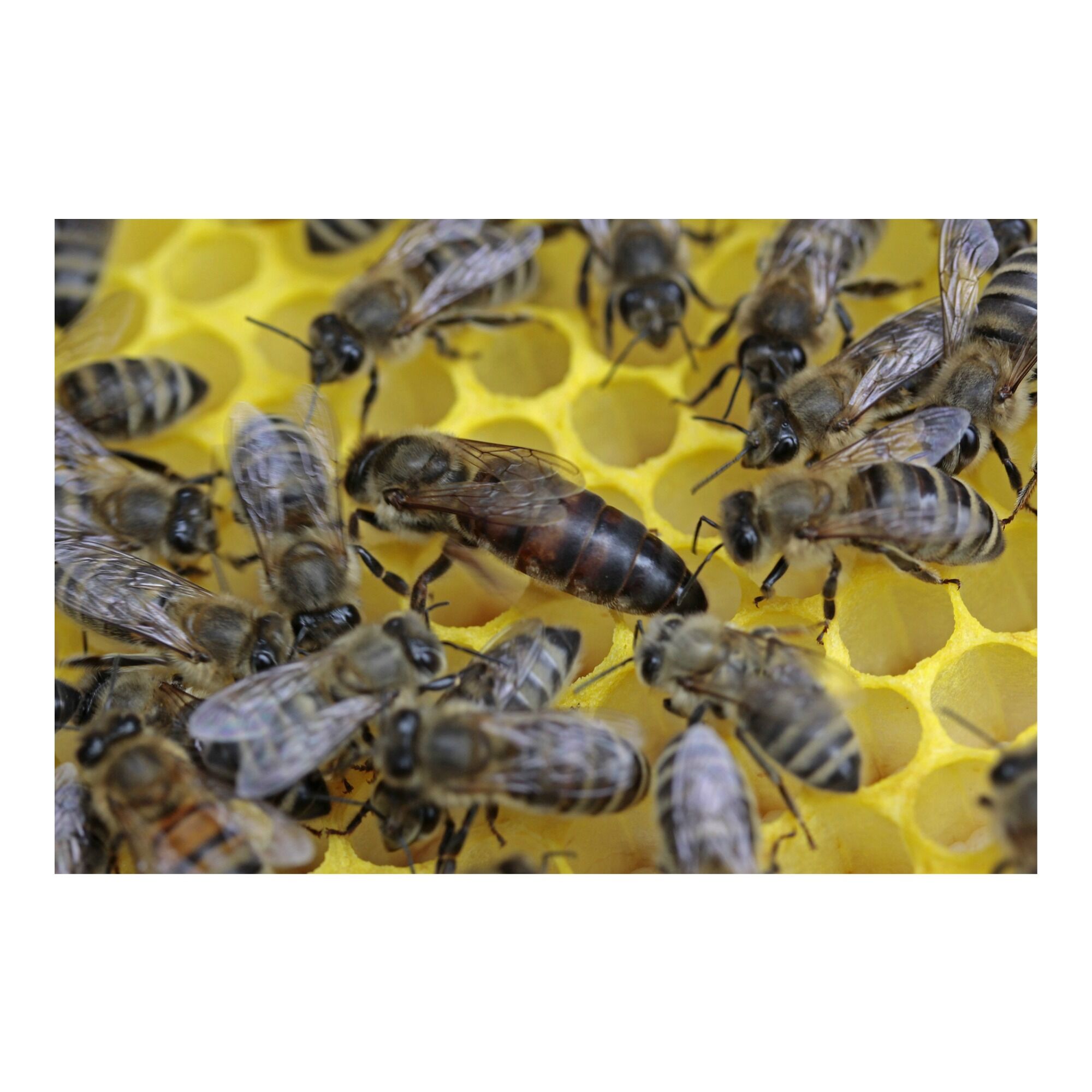 Carniolan Bees Honey Production