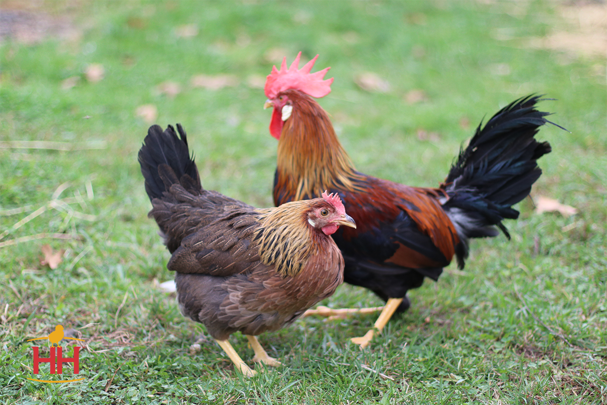 Chicken Breeds