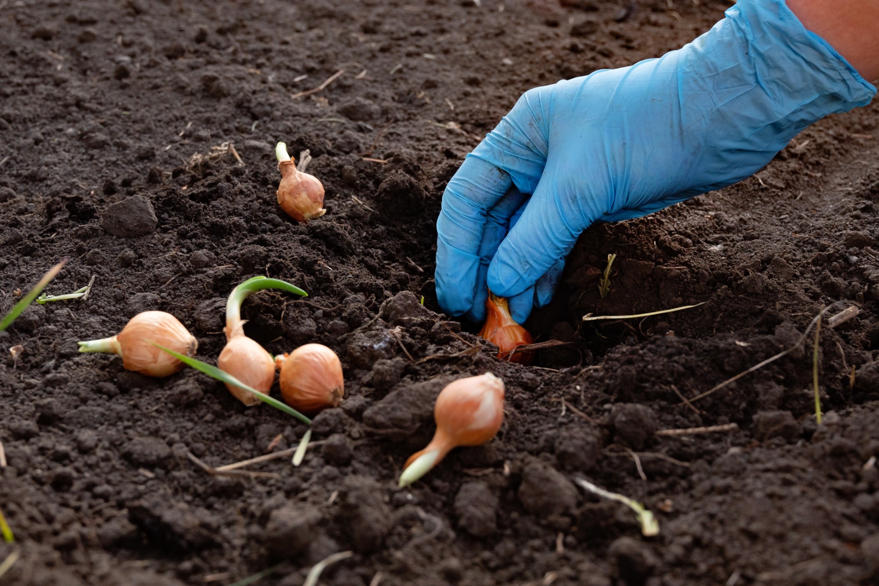 Planting Onion Sets Guide: Sunlight, Watering & Spacing for Bigger Harvests
