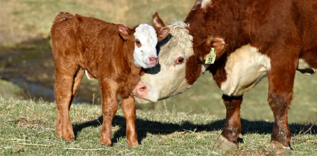 Shop livestock supplies for your farm | Theisen's
